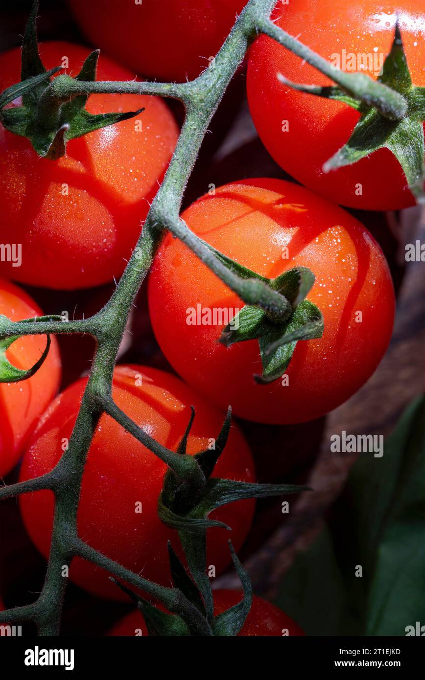 Cherry tomatoes (close-up Stock Photo - Alamy