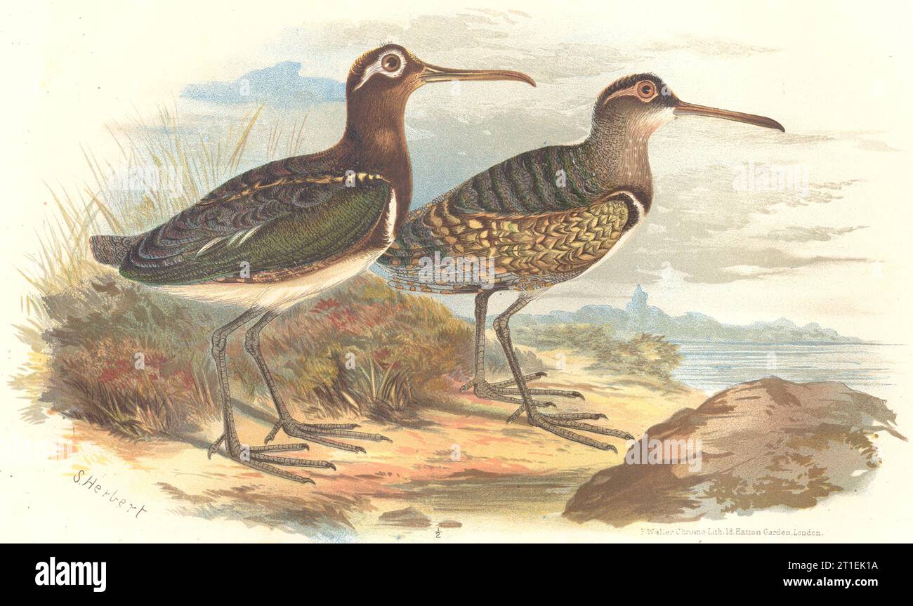 INDIAN GAME BIRDS. Painted Snipe (Rhynchea Bengalensis). Chromolitho ...