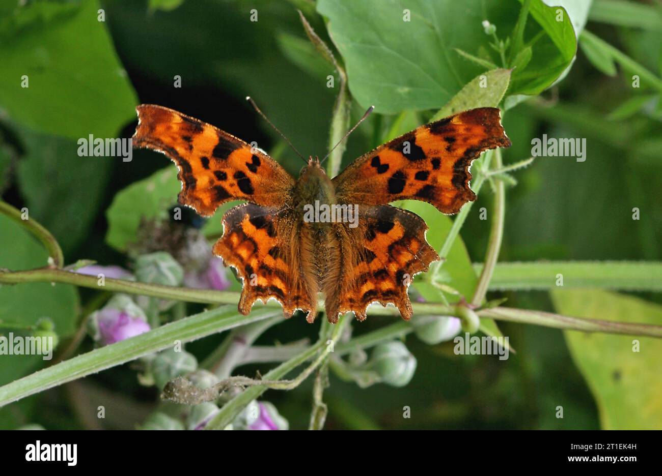 Comma butterfly (Polygonia c-album) adult sunning with wings open ...