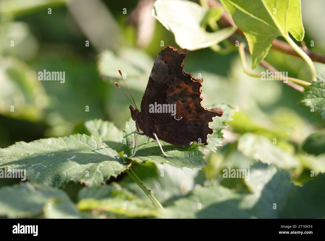 Comma butterfly (Polygonia c-album) adult at rest, with wings closed ...