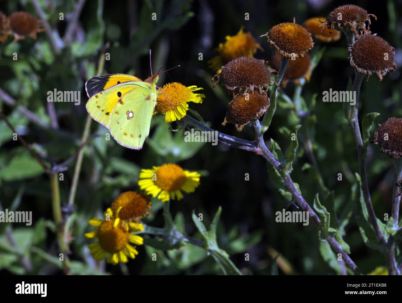 Clouded Yellow butterfly (Colias croceus) adult male feeding at Common ...