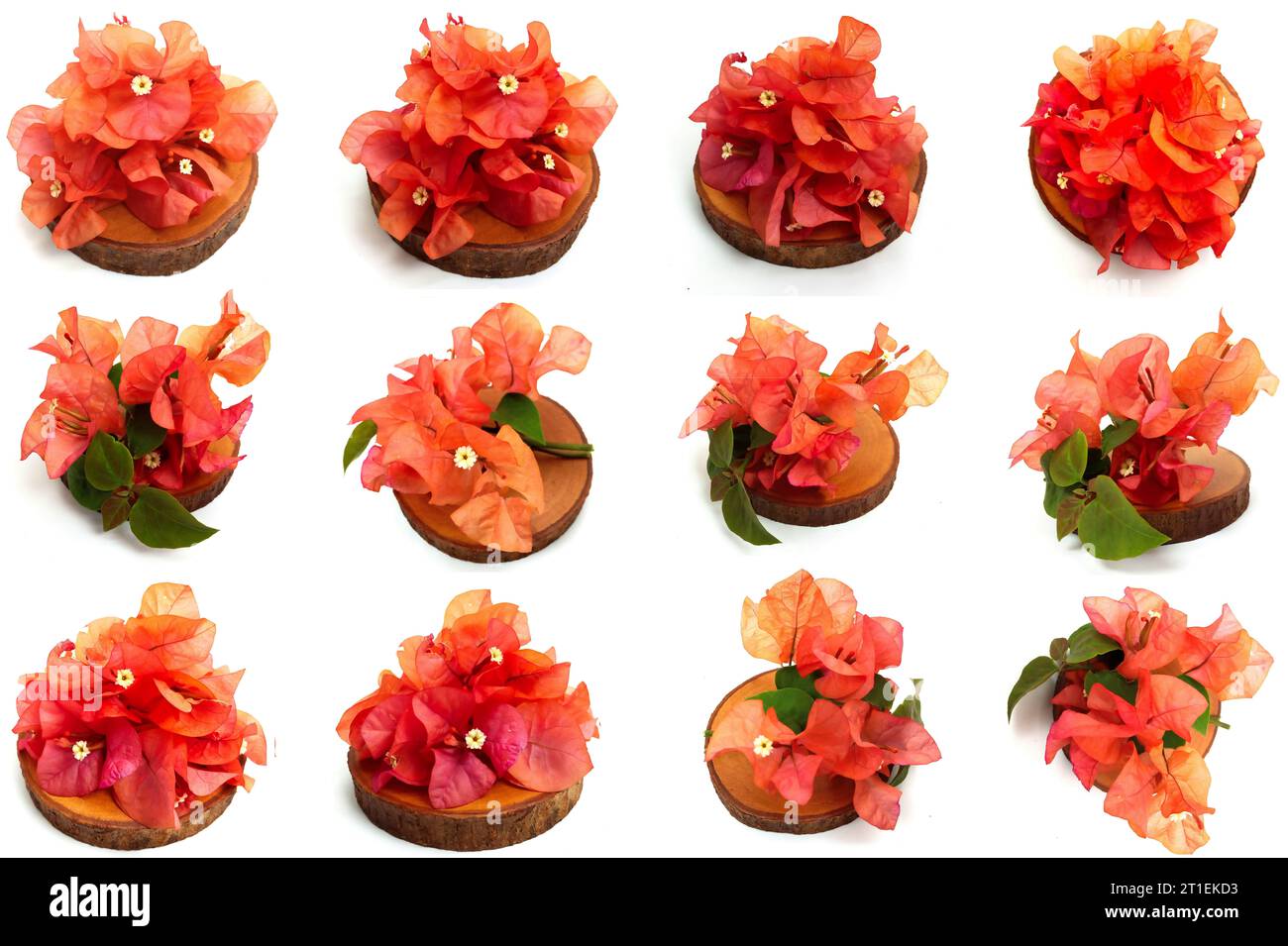 Set of orange Bougainvillea Flowers resting on wooden slices on white ...