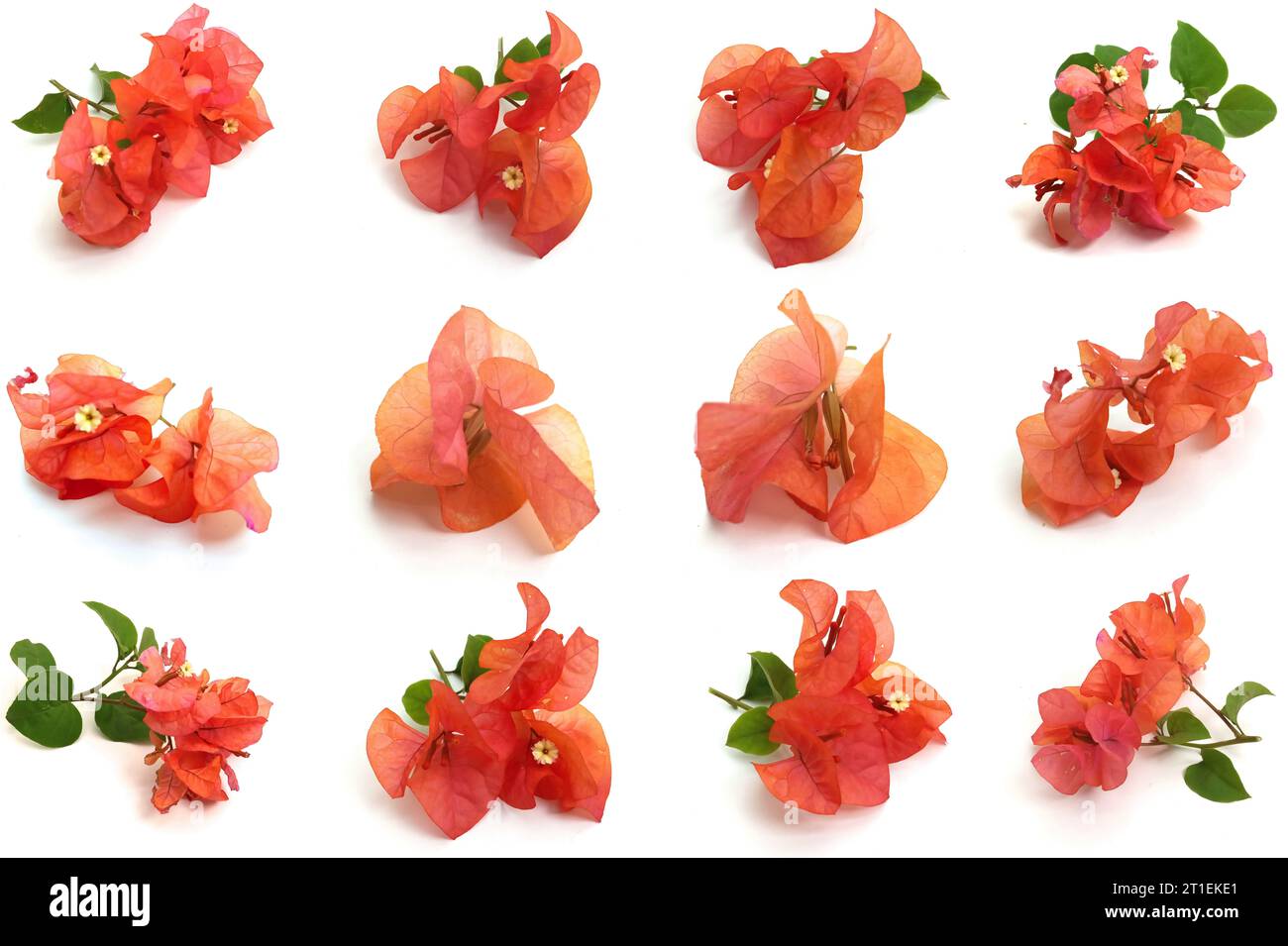 Set of Small Orange Bougainvillea Flowers on white Background. Photos ...