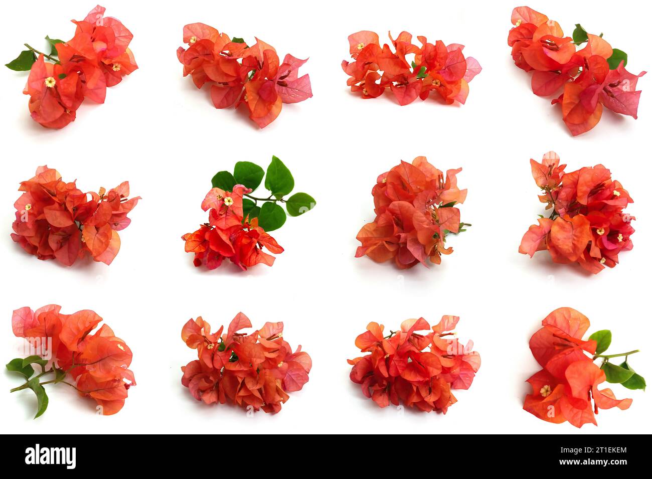 Set of Small Orange Bougainvillea Flowers on white Background. Photos ...