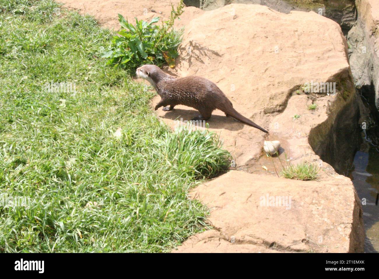 A playful otter is seen actively exploring its enclosure in a zoo ...