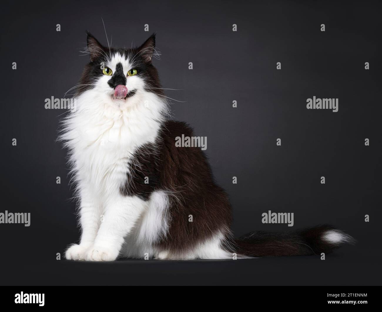 Majestic black and white Norwegian Forestcat with funny smirk face ...