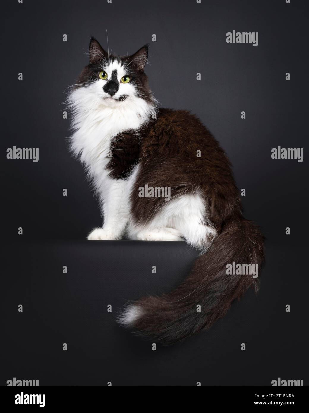 Majestic black and white Norwegian Forestcat with funny smirk face ...