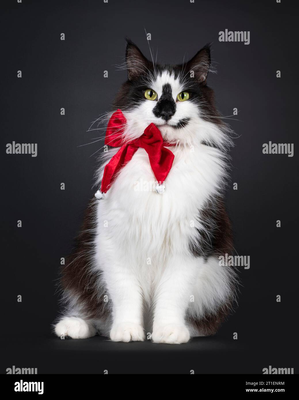 Majestic black and white Norwegian Forestcat with funny smirk face ...