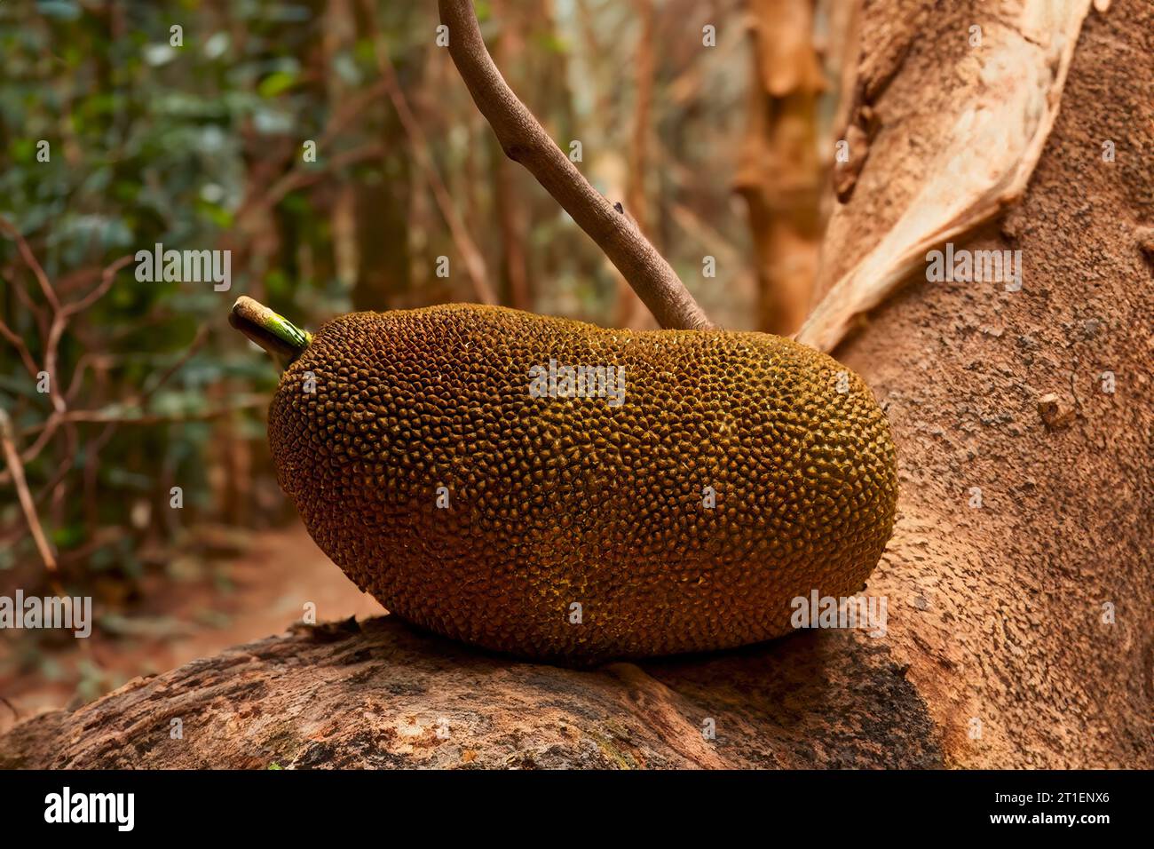 The jackfruit (Artocarpus heterophyllus), is the national fruit of ...