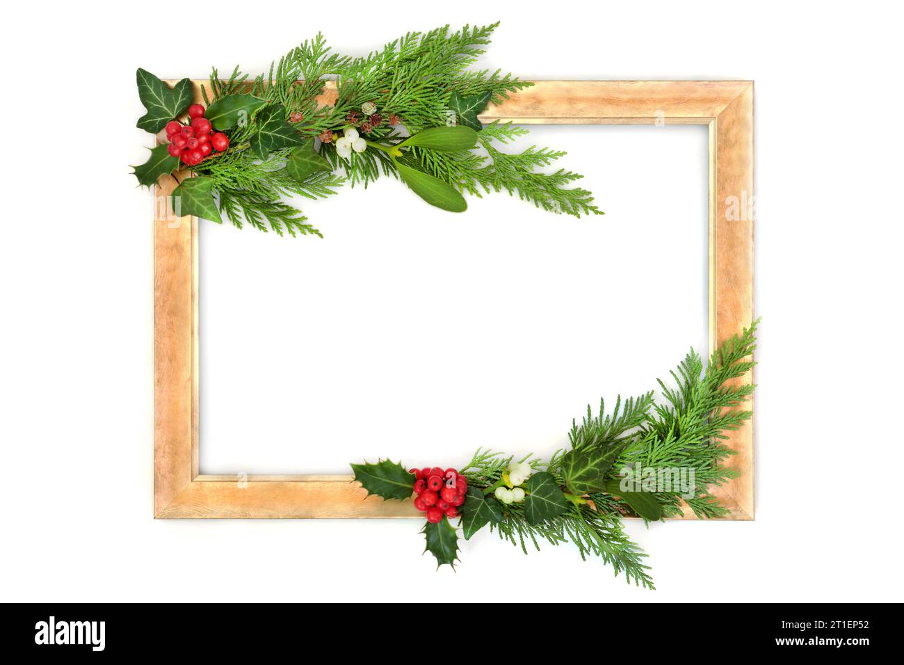 Christmas traditional holly berry, fir, mistletoe, ivy, winter greenery ...