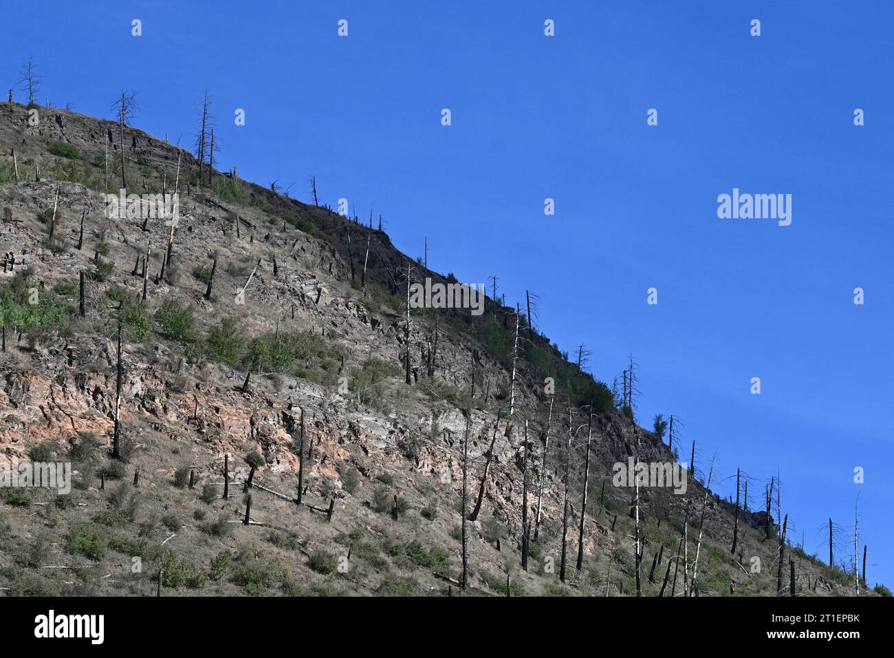 burned forest after wildfire. dramatic burned forest in Canada Stock ...