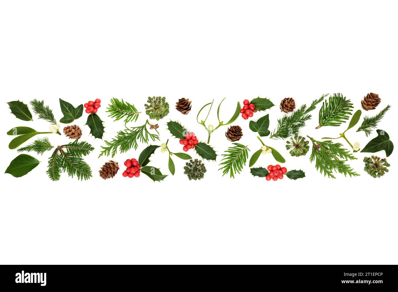 Traditional Christmas winter holly mistletoe greenery banner on white ...