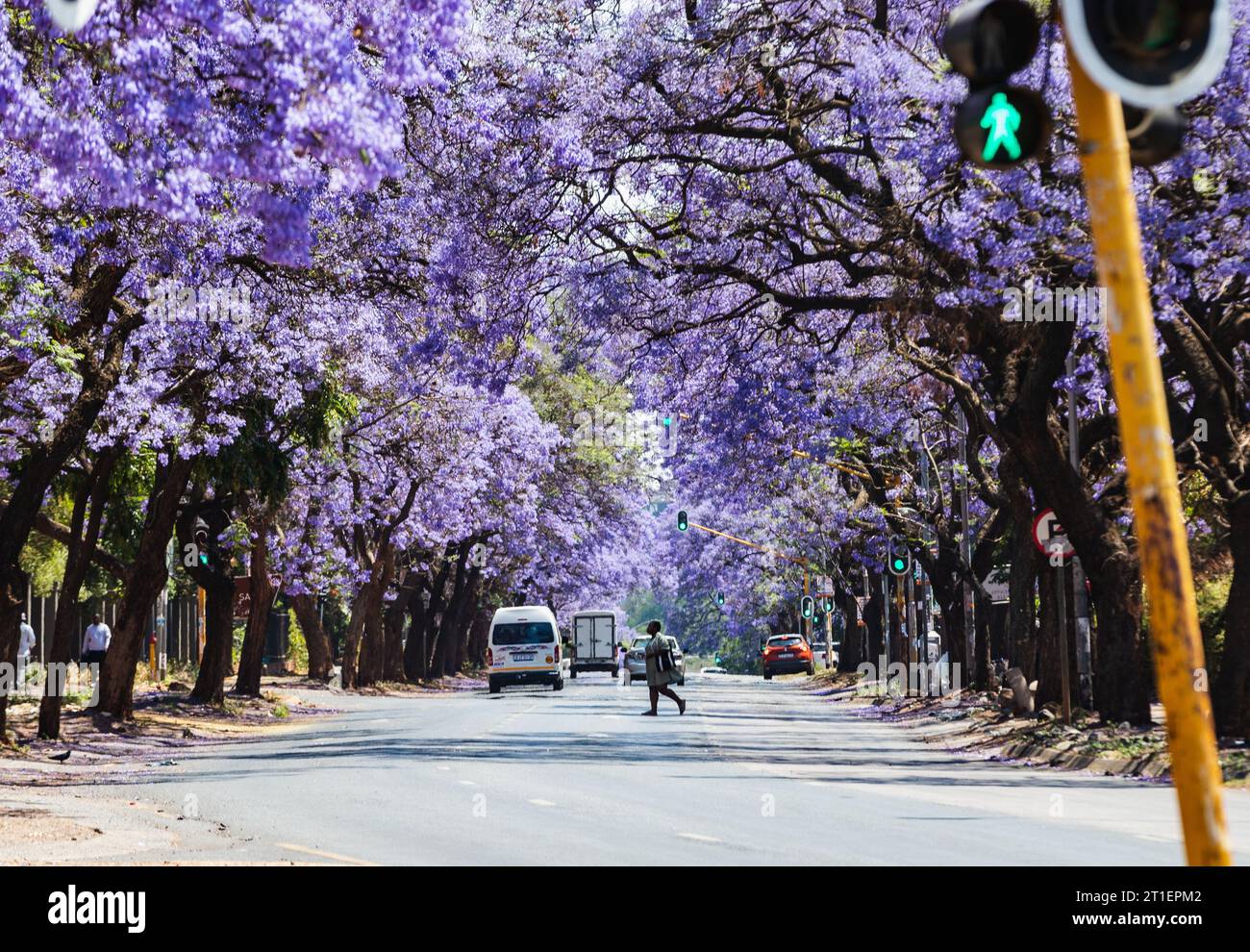 Jacaranda trees in pretoria hi-res stock photography and images - Alamy