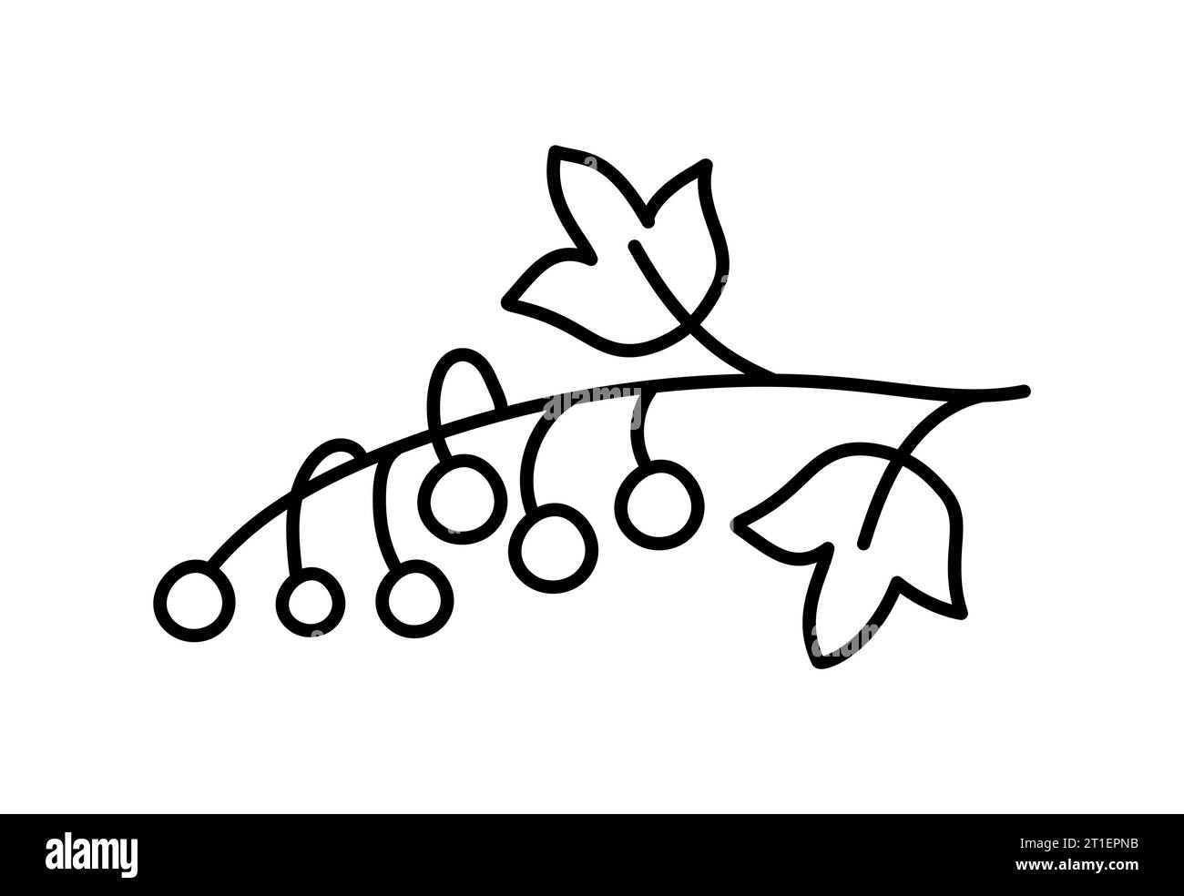 Hand drawn line red ribes fruit berries outline icon vector doodle ...