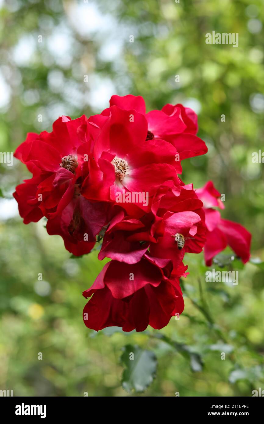 bunch of red rose flower heads in full bloom in the summer garden Stock ...