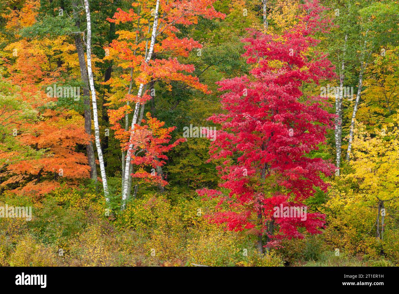 Trees in brilliant autumn color in the woods of northern Minnesota Stock Photo - Alamy