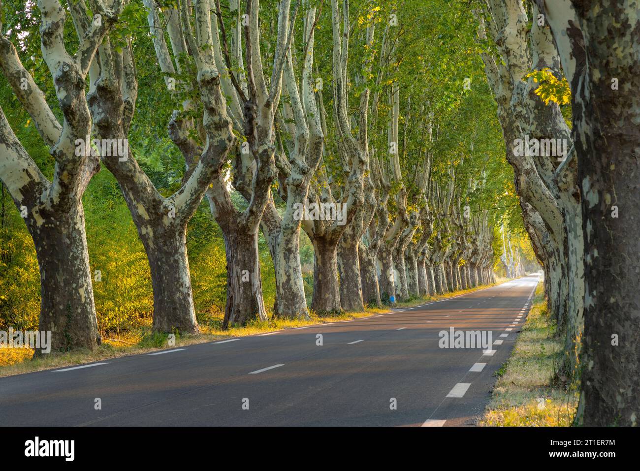 Plane trees provence hi-res stock photography and images - Alamy
