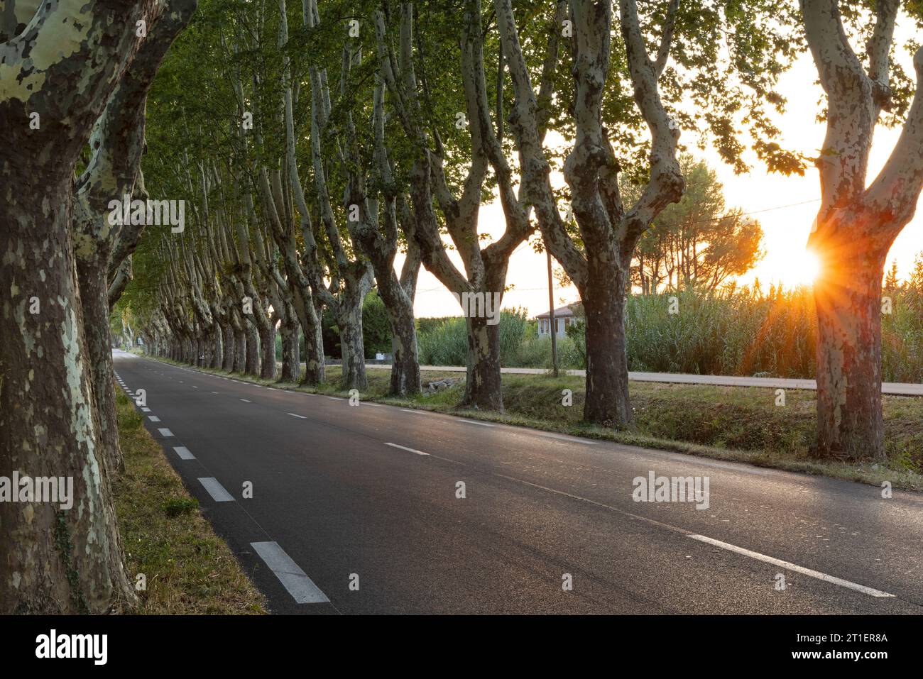 Plane trees provence hi-res stock photography and images - Alamy