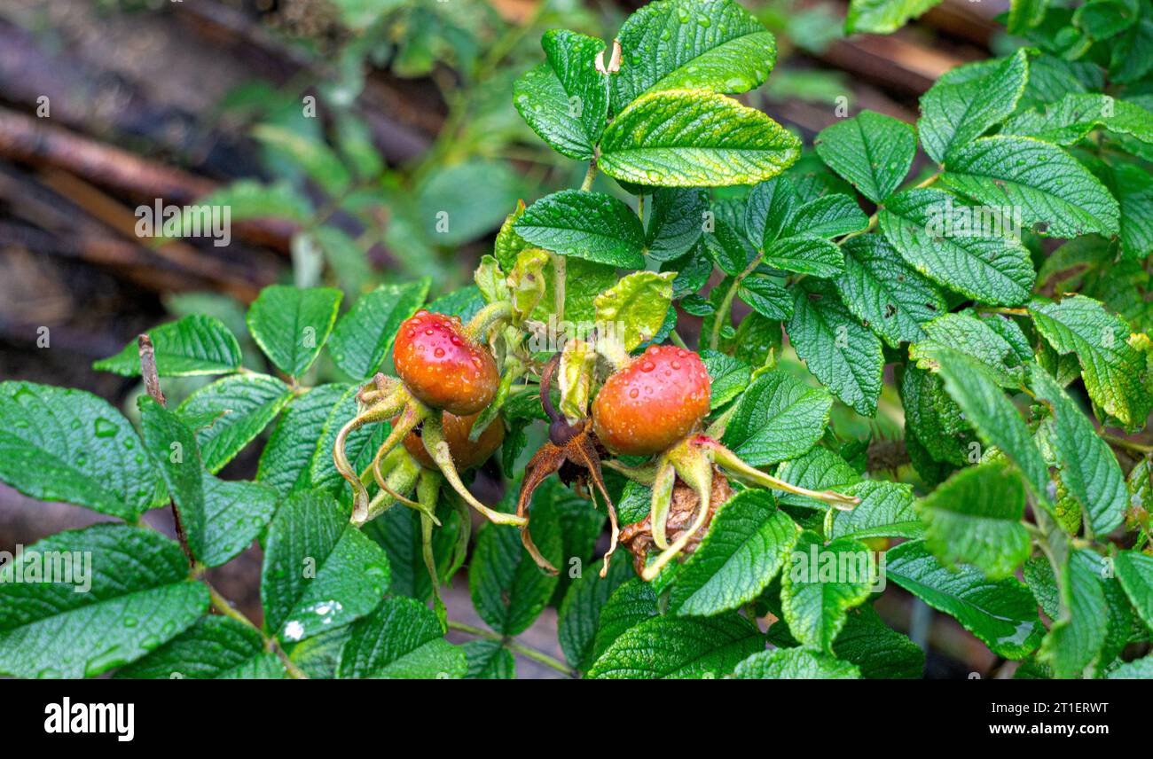 Green and pink rose hips ripen on rosehip branches Stock Photo - Alamy