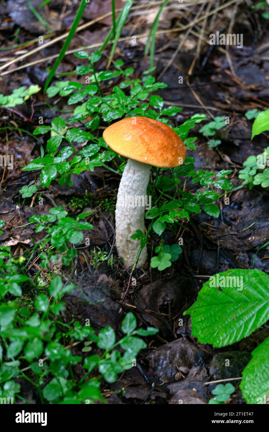 The red-headed boletus mushroom grows in the forest Stock Photo - Alamy