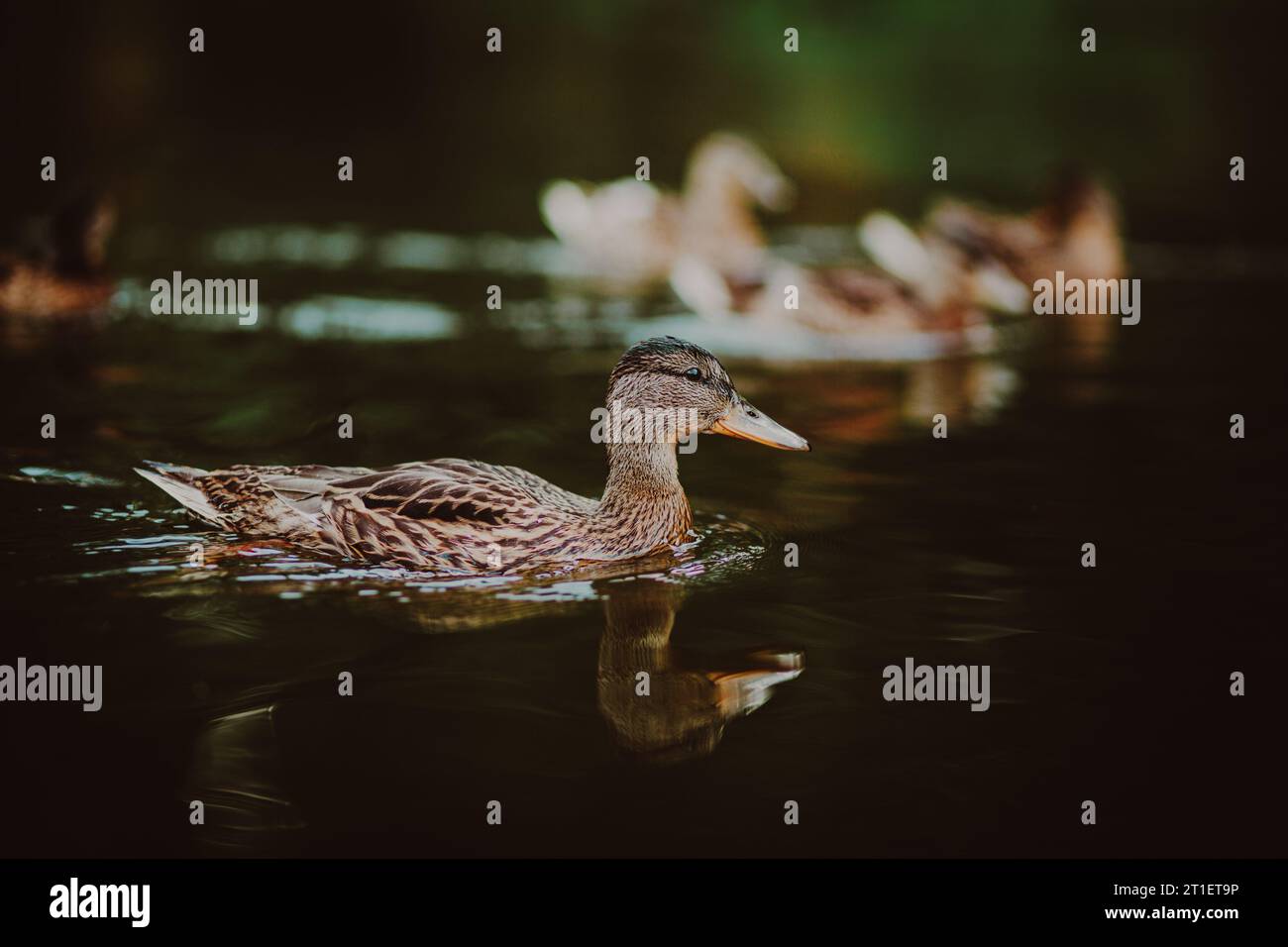 The graceful wild brown ducks gliding along a forest river during ...