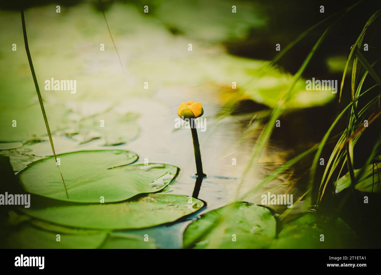 A beautiful bud of a yellow water lily blooms in a river among the ...