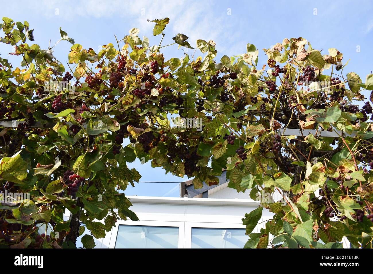 Grape vine on arch in hi-res stock photography and images - Alamy