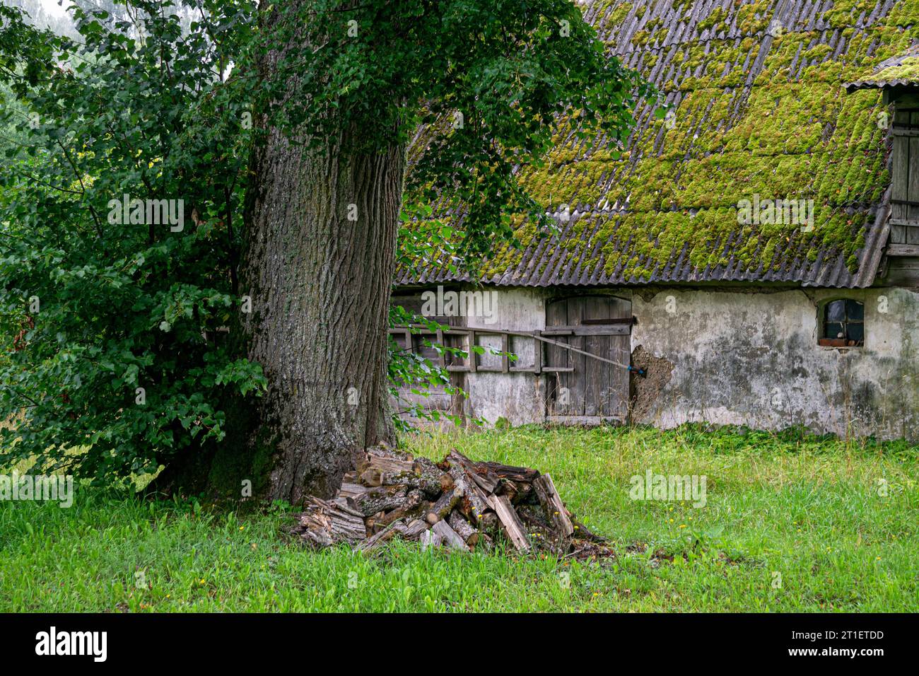 An old barn with a roof covered with moss Stock Photo - Alamy
