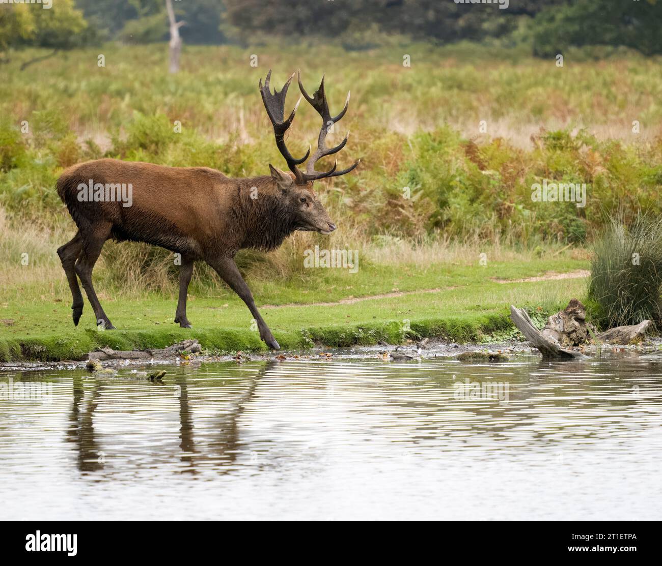 Red deer, Cervus elaphus, single stag in water, Bushy Park, London ...