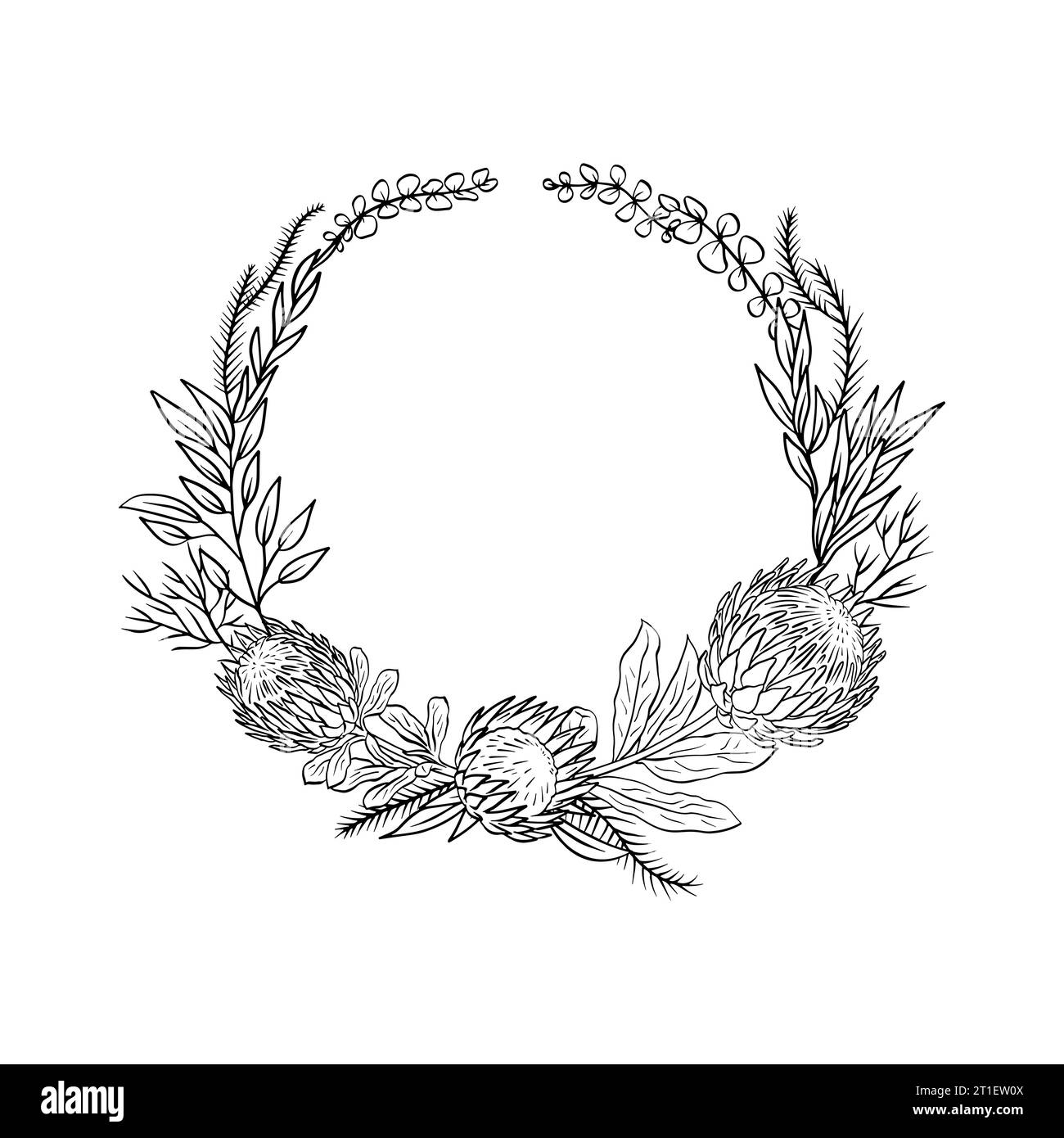 Hand drawn monochrome line art tropical protea flower round frame Stock ...