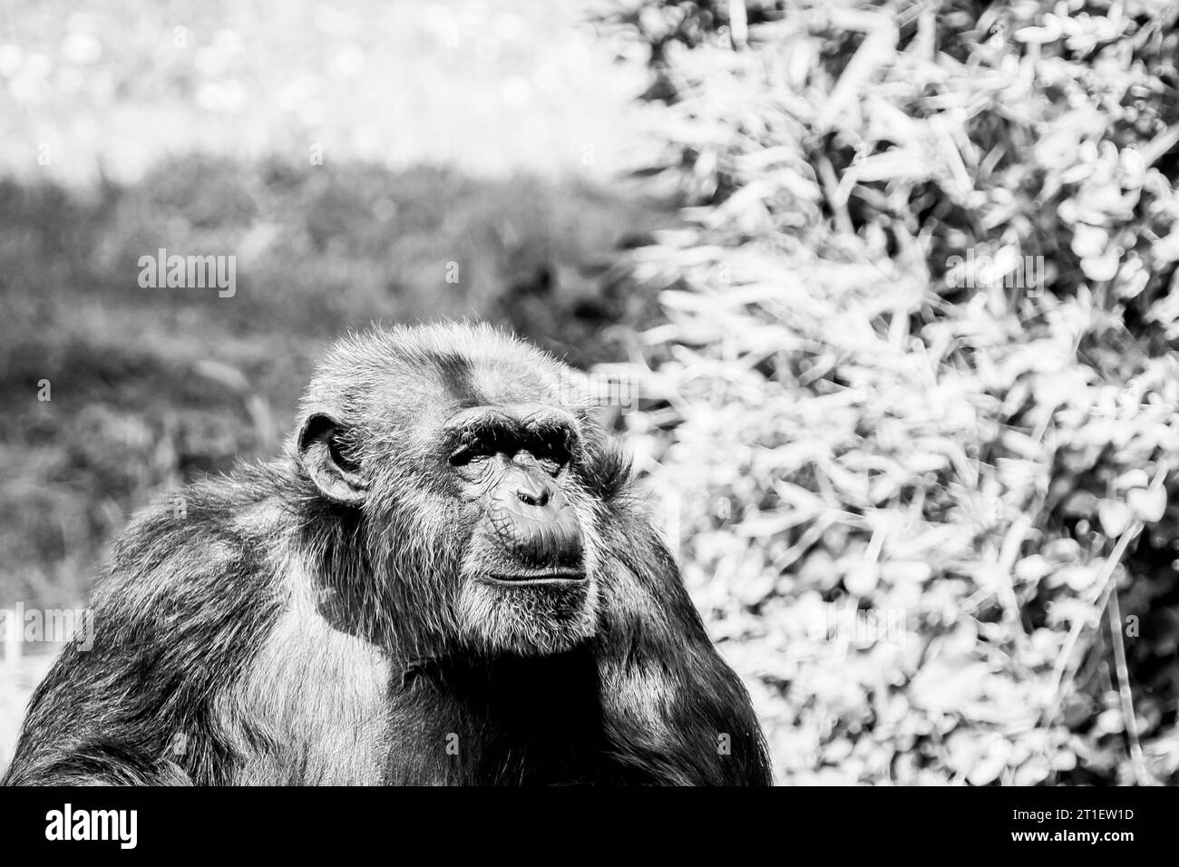 Troglodytes troglodytes Black and White Stock Photos & Images - Alamy