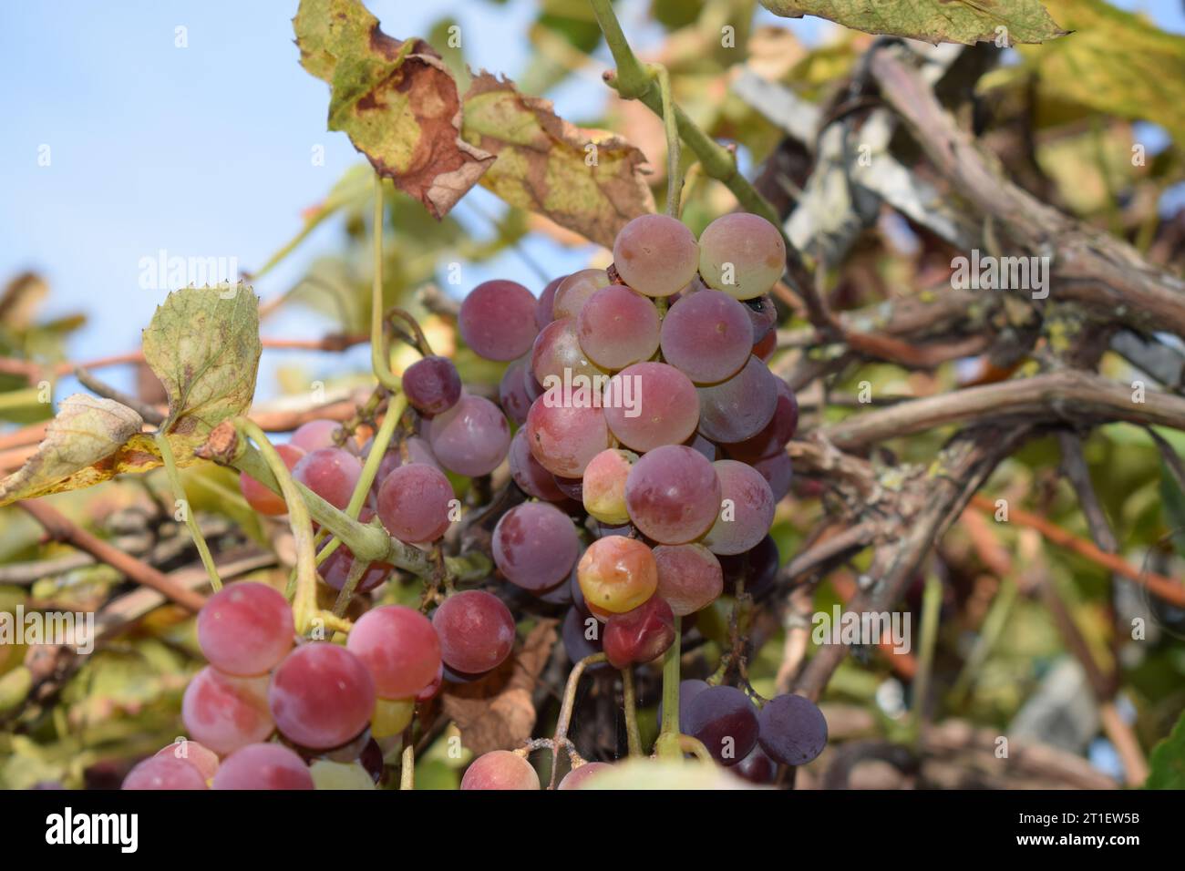 Moldovan food culture hi-res stock photography and images - Alamy