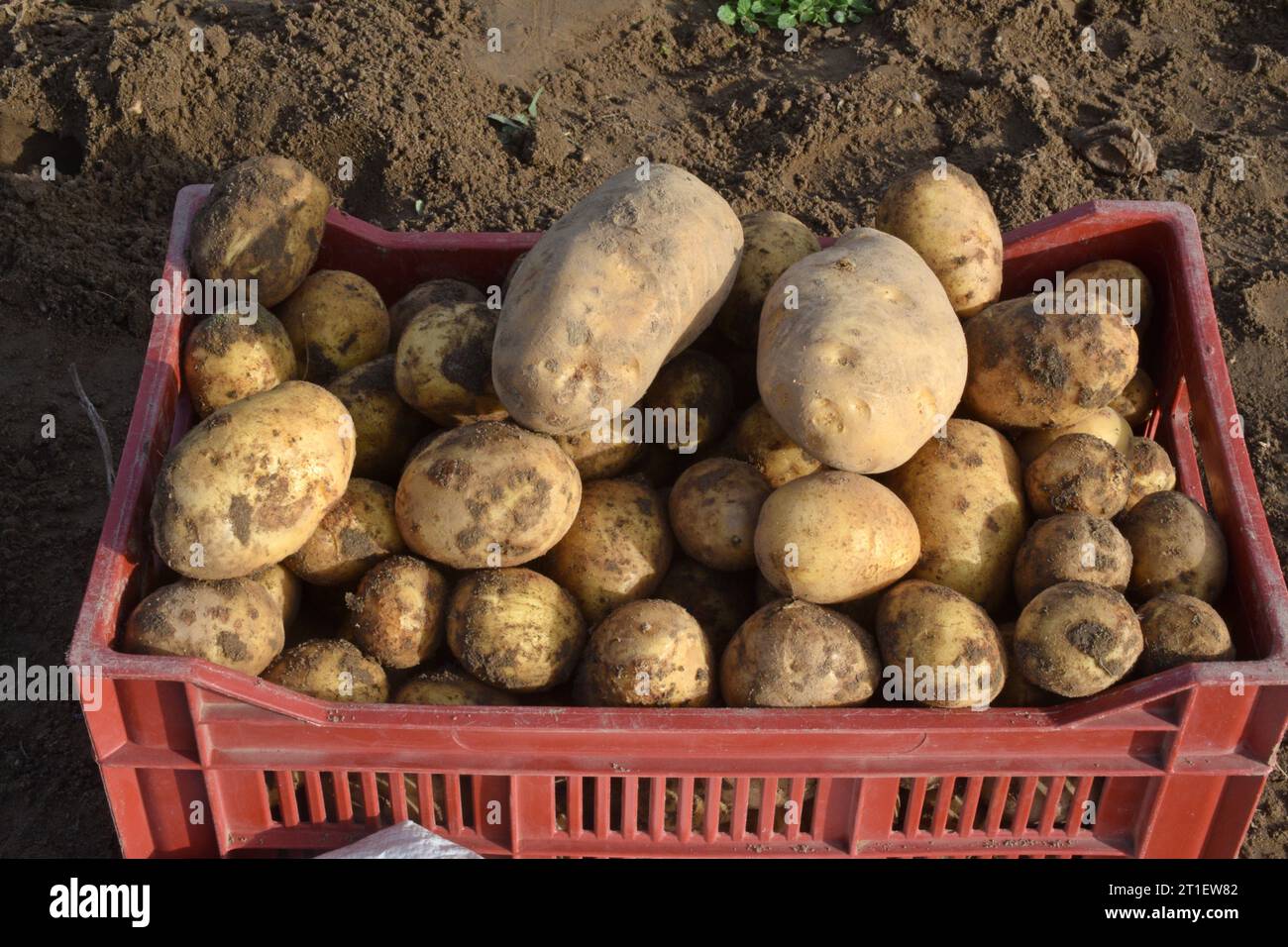 11.10.2023 Kartoffelernte Deutschland/ Sachsen Anhalt/ Altmark ...