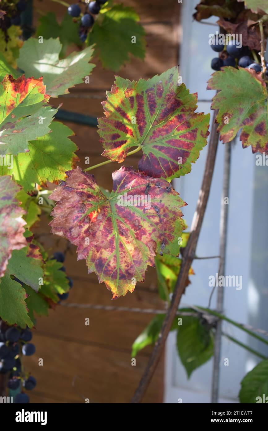 autumn vine leaves Stock Photo - Alamy