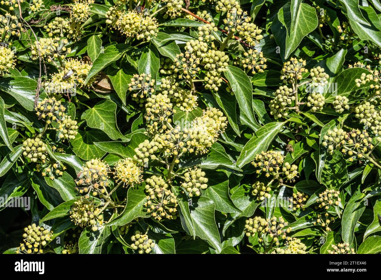 Native climbing flower hi-res stock photography and images - Alamy