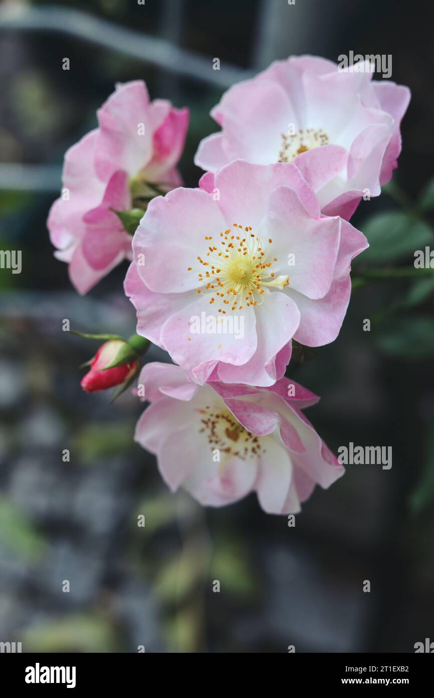 pink roses in full bloom in the summer garden Stock Photo - Alamy