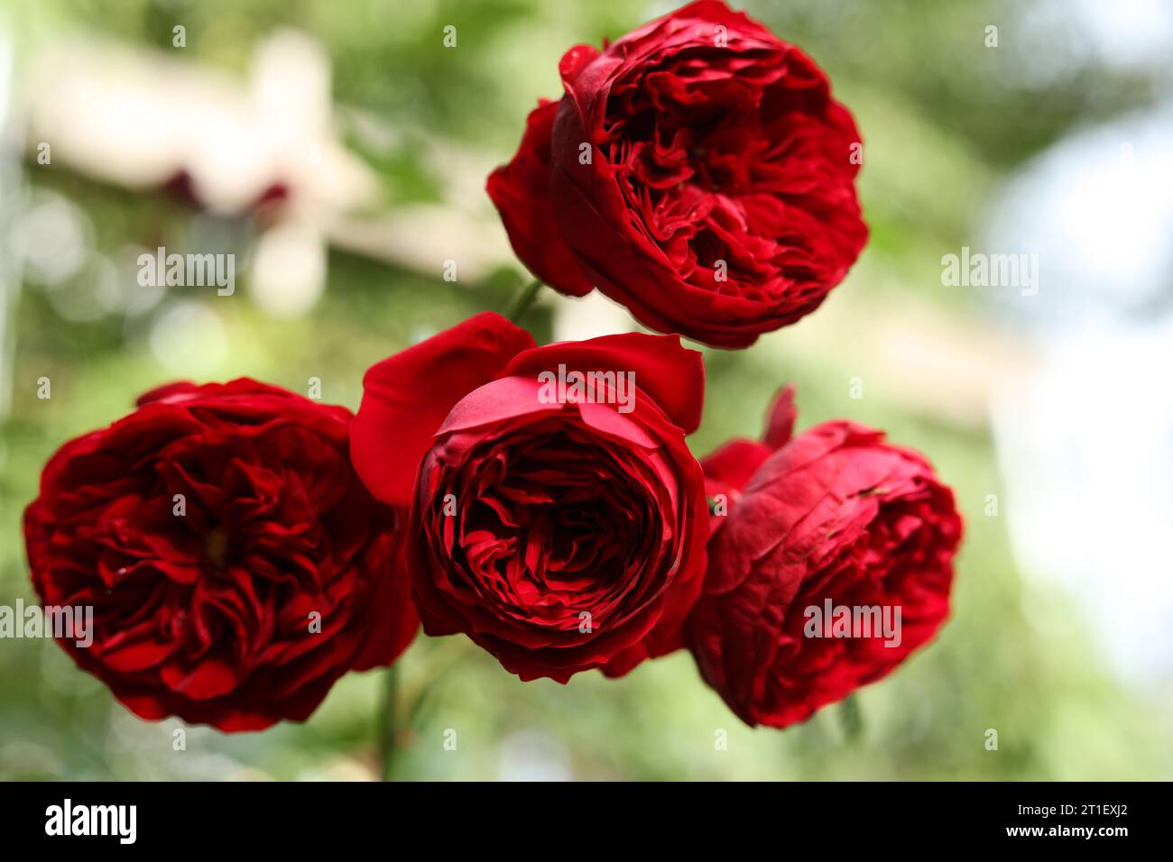bunch of red rose flower heads in full bloom in the summer garden Stock ...