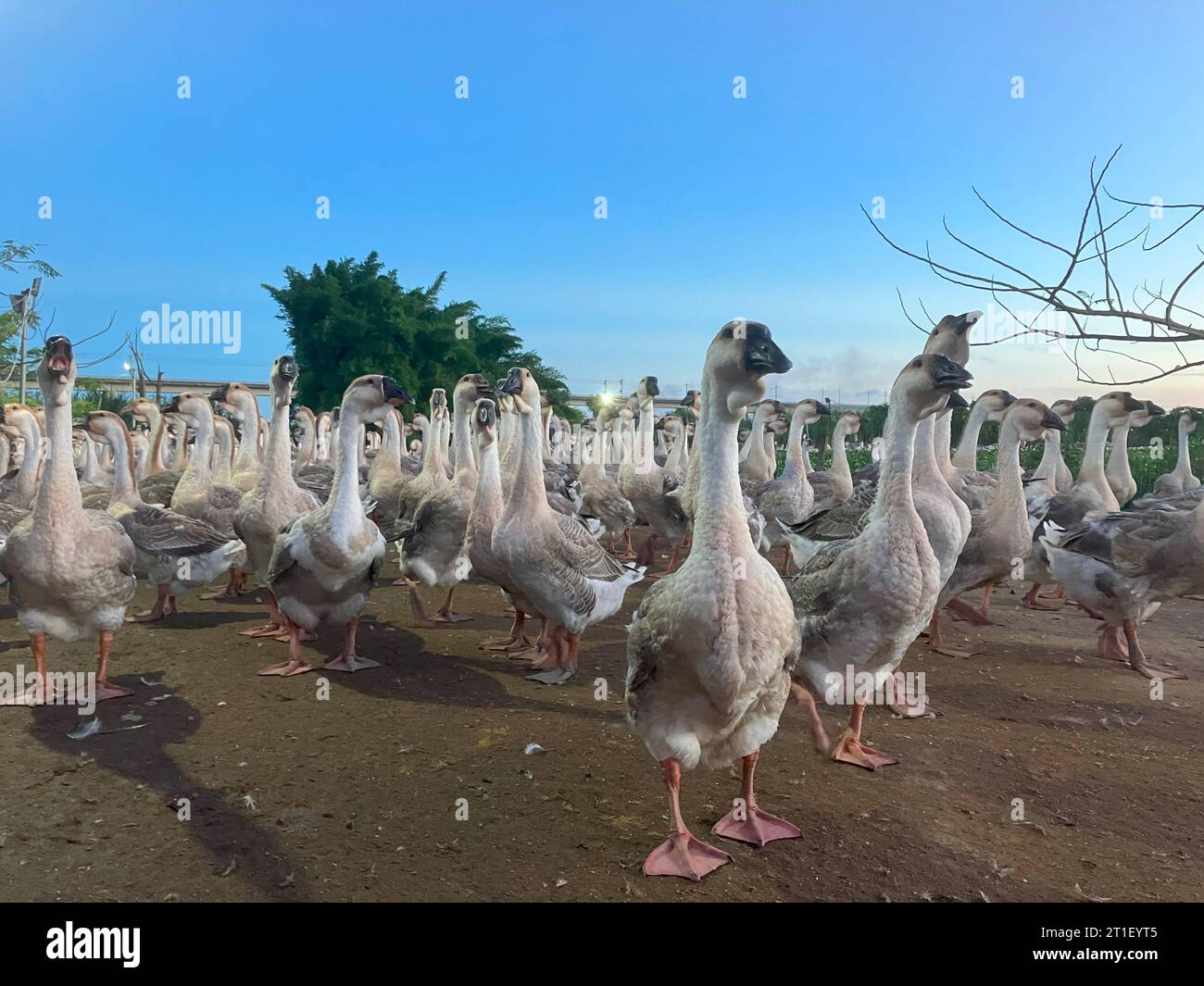 Shantou. 13th Oct, 2023. Lion-head geese are seen at a farm in Houxi ...
