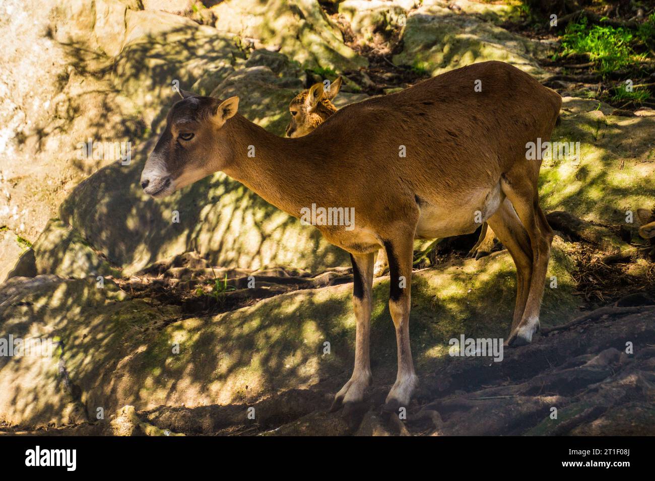 Domestic goat with fawn hi-res stock photography and images - Alamy