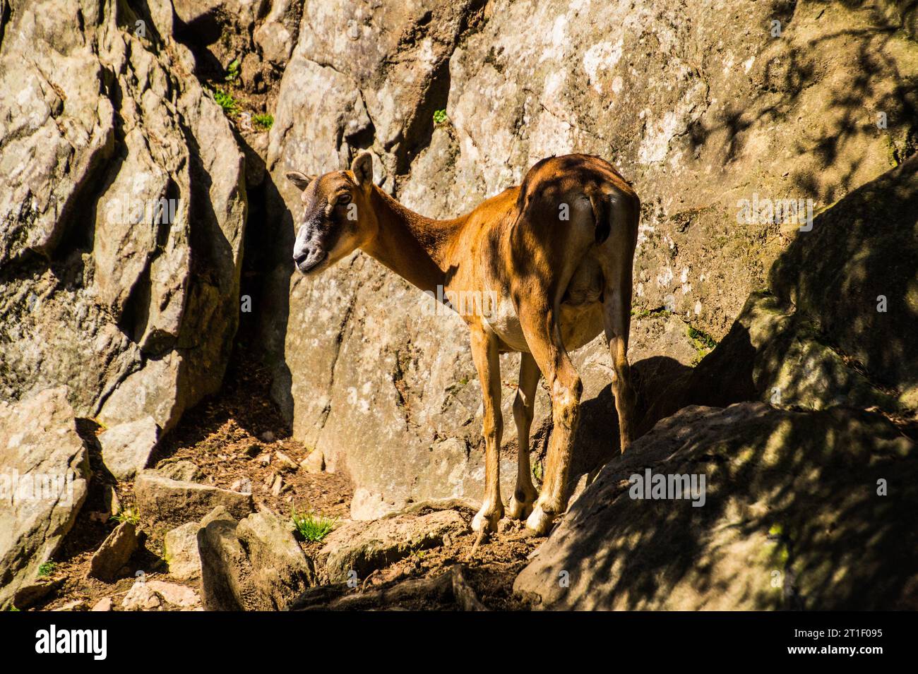 Domestic goat with fawn hi-res stock photography and images - Alamy