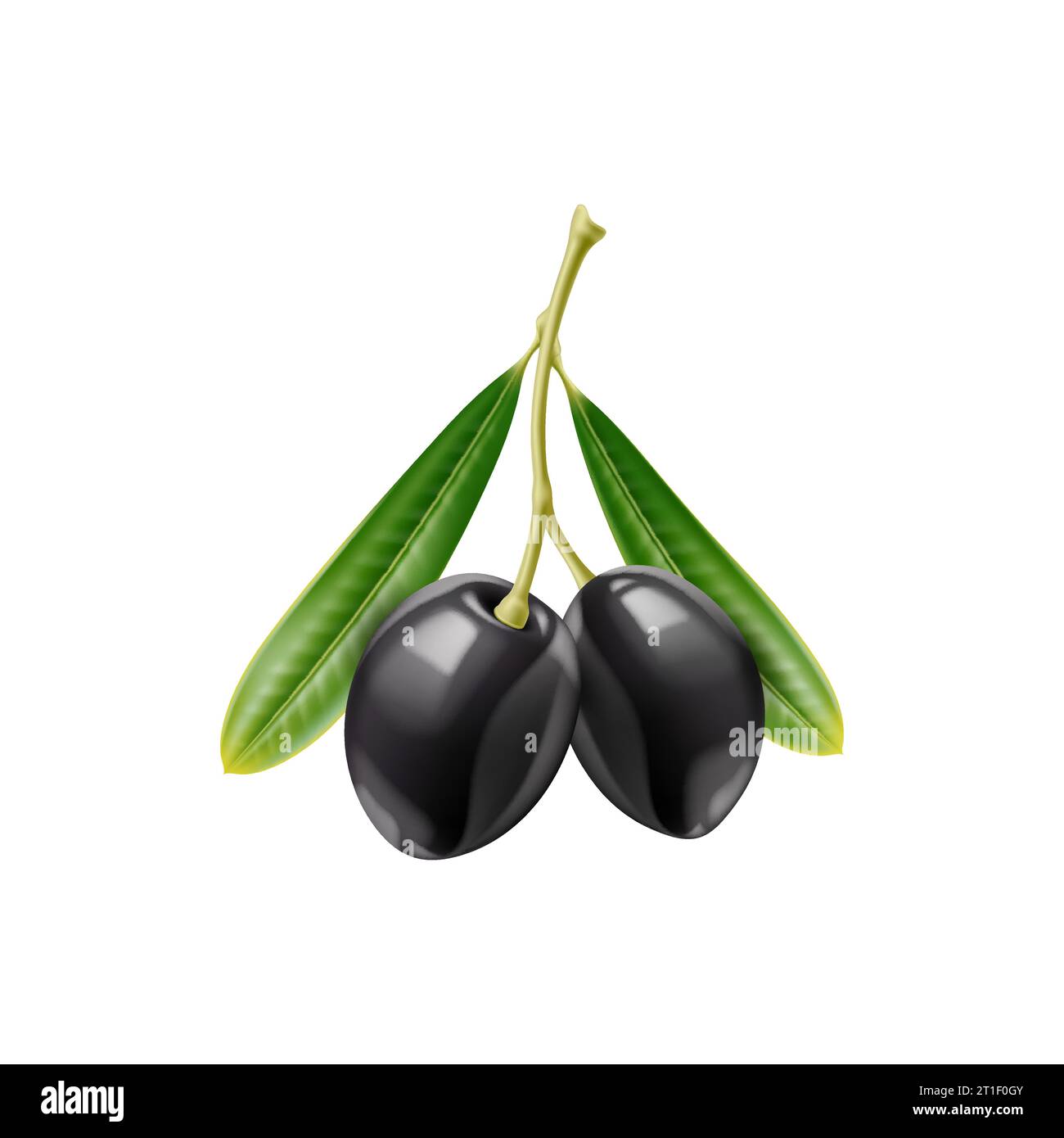 Realistic black olives, raw olive isolated branch and leaves. 3d vector ...
