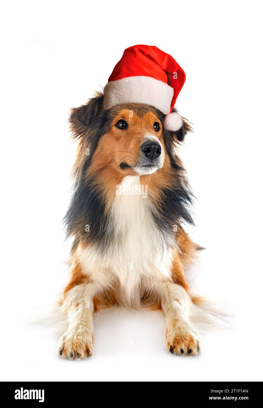 young rough collie in front of white background Stock Photo - Alamy