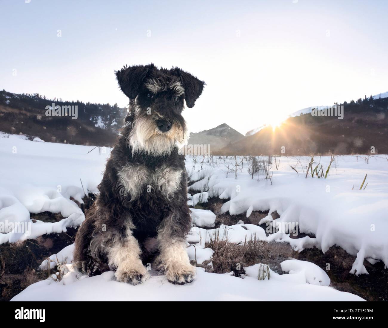 miniature schnauzer in front of winter background Stock Photo - Alamy