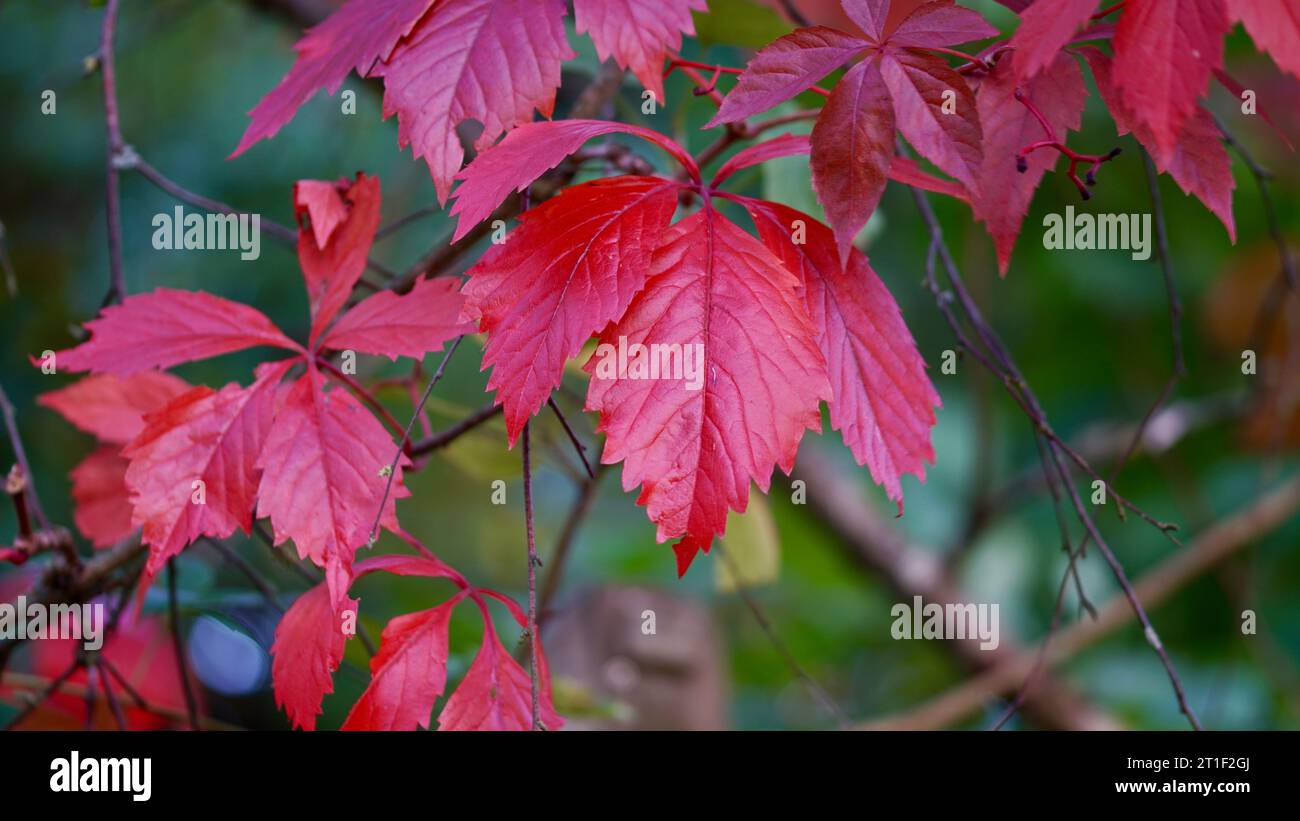 Vine leaves color hi-res stock photography and images - Alamy