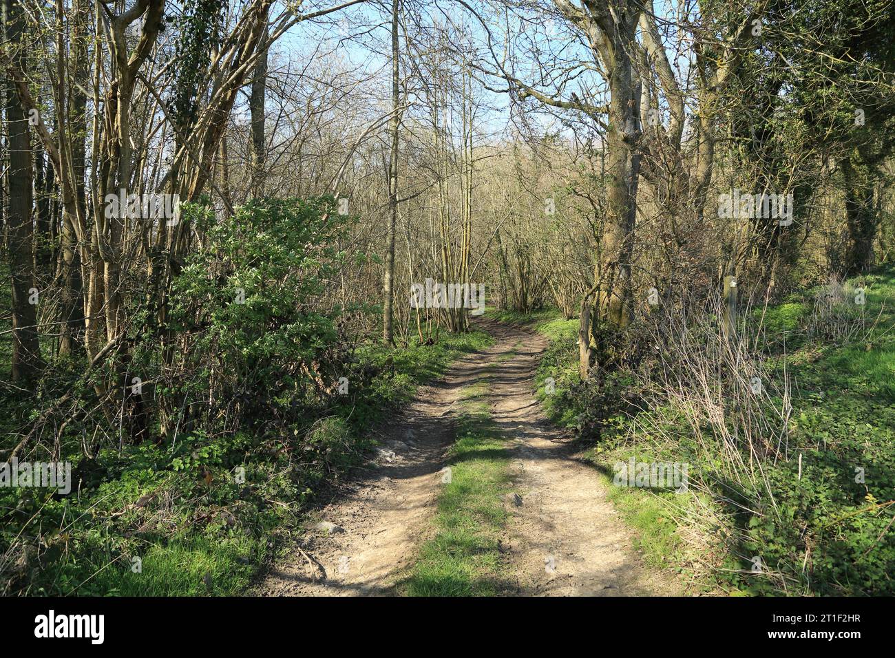 Hassel hi-res stock photography and images - Alamy