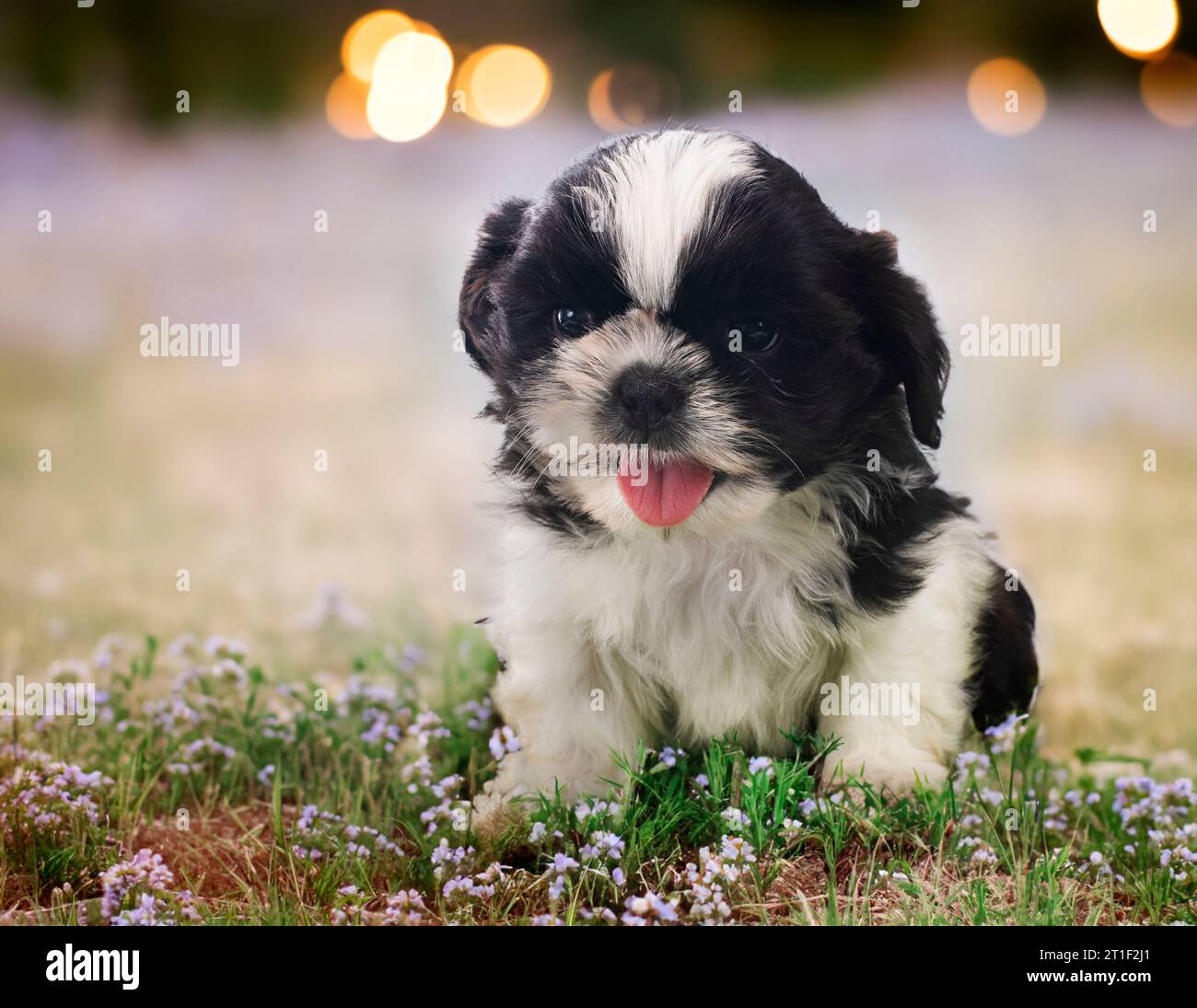 puppy shih tzu in front of nature background Stock Photo - Alamy
