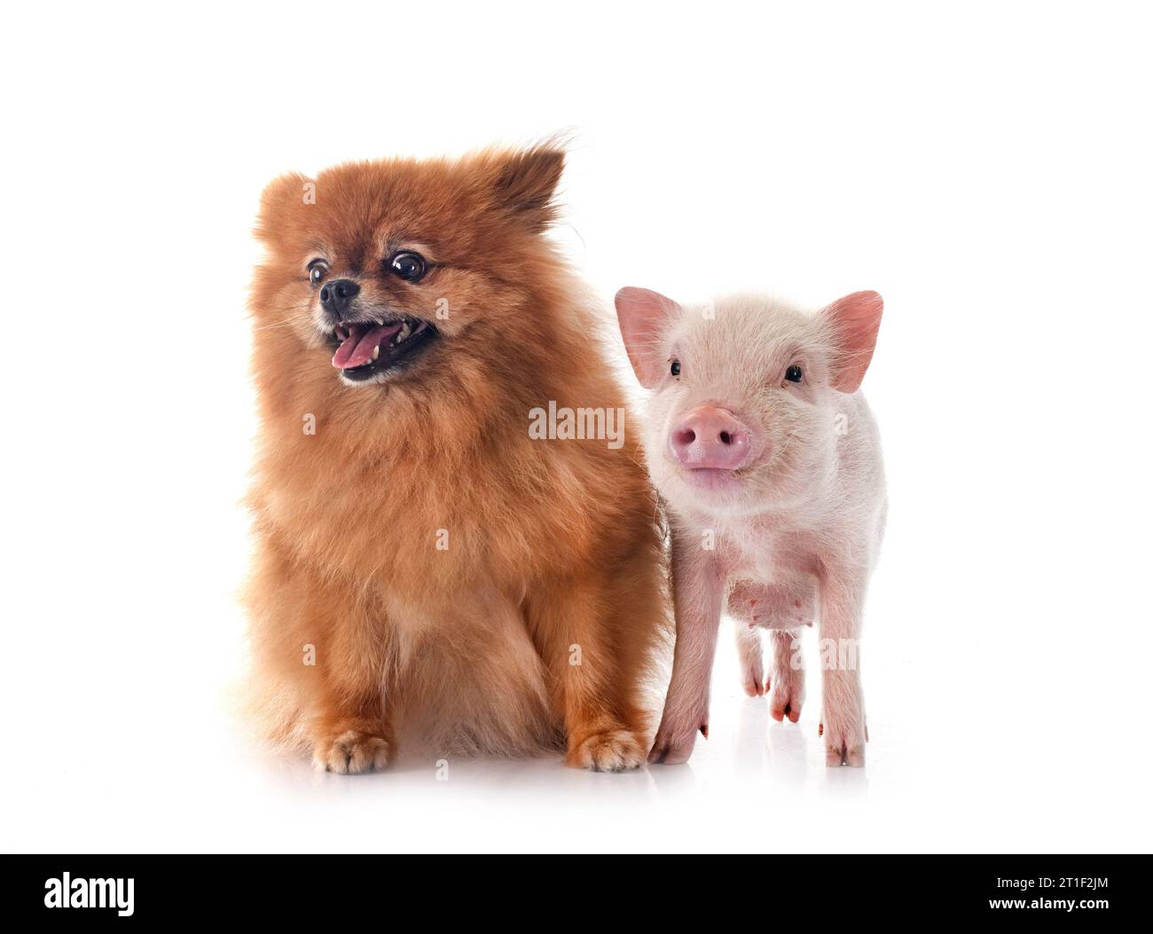 pink miniature pig and spitz in front of white background Stock Photo ...