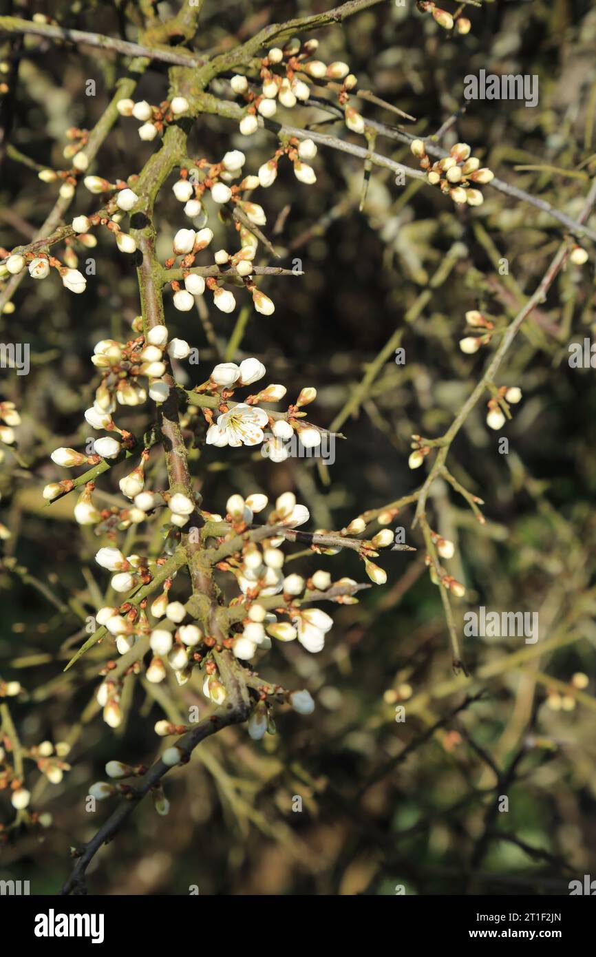Springdown hi-res stock photography and images - Alamy