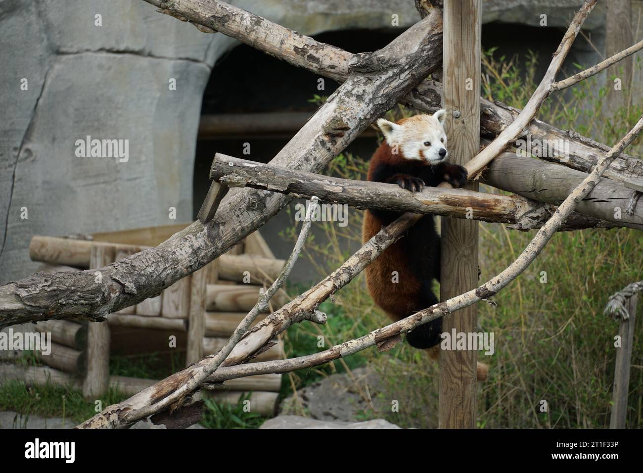 Adorable red panda hi-res stock photography and images - Alamy