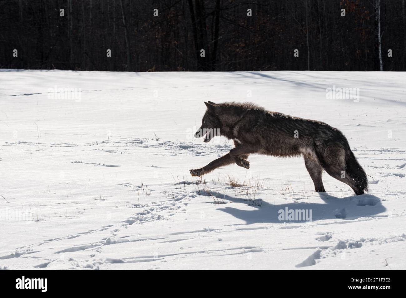 Black-Phase Backlit Grey Wolf (Canis lupus) Runs Left Through Field ...